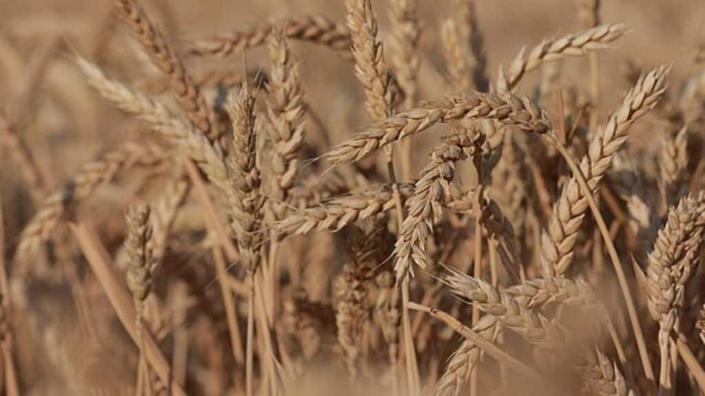 The Top 10 Grains for Baking Bread That’s Good for You