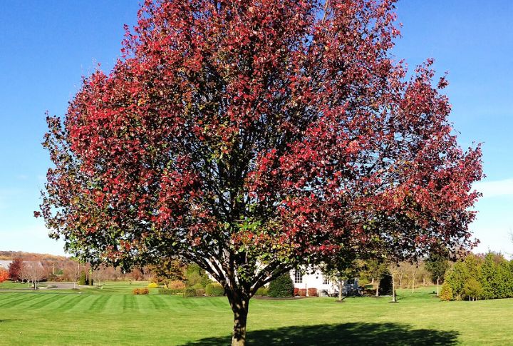 Which Evergreen Trees To Grow And Which Ones To Avoid?