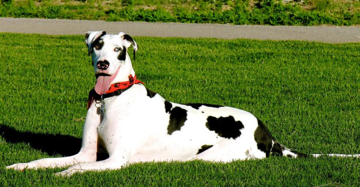 27 Calm and Gentle Dog Breeds Well-Suited for Companionship