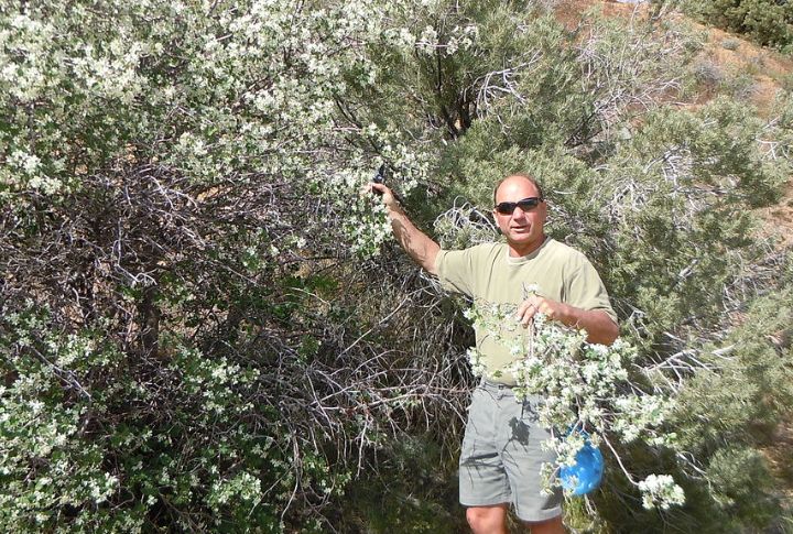 Which Evergreen Trees To Grow And Which Ones To Avoid?
