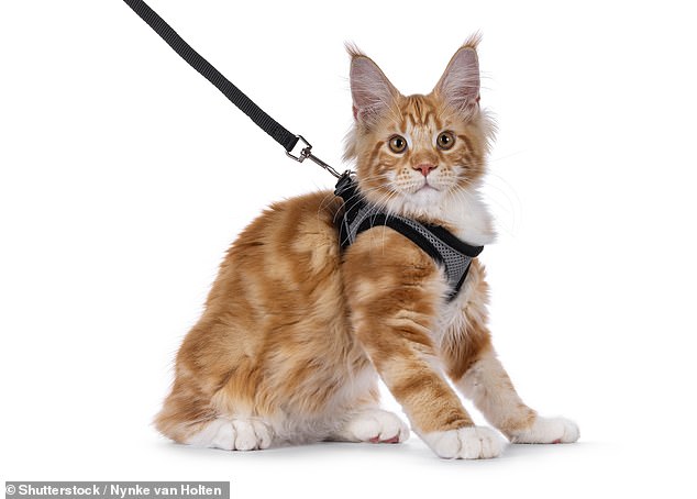 Feline stressed: Vets urge cat owners NOT to take their pets out for ...