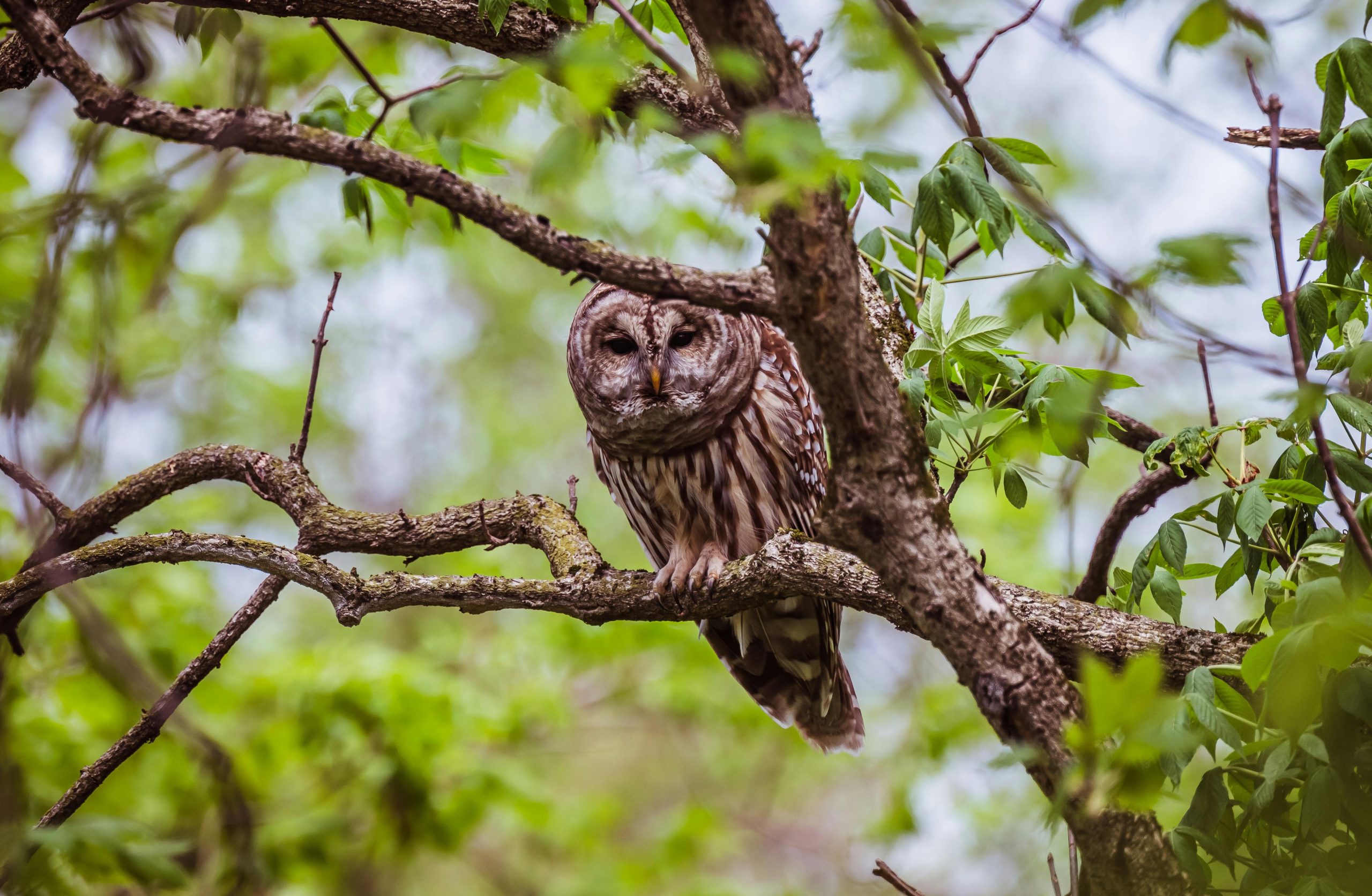 7 Animals You Might Spot While Hiking the Appalachian Trail