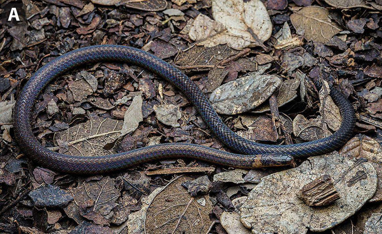 ‘Secretive' creature with ‘enlarged' teeth found in China. It's a new ...