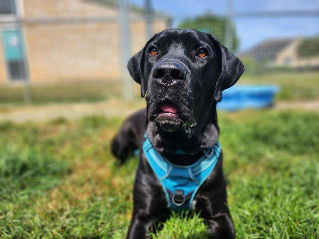 RSPCA urges people to adopt big dogs as crisis sees record numbers in ...