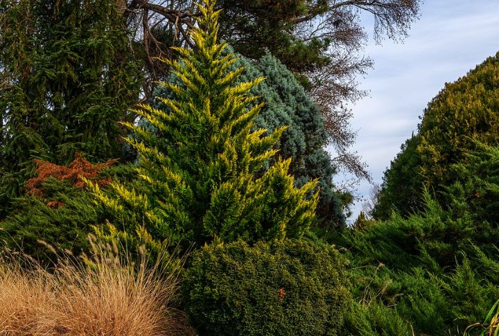 Which Evergreen Trees To Grow And Which Ones To Avoid?