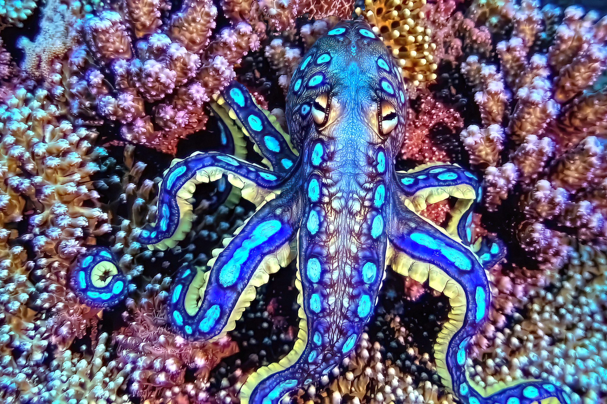 Deadliest Sea Creatures You Should Avoid
