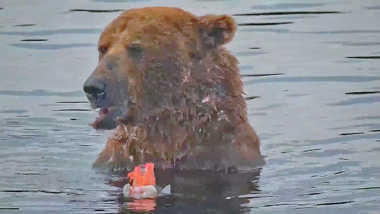'Chunk' crowned champion of Alaska's Fat Bear Week 2025
