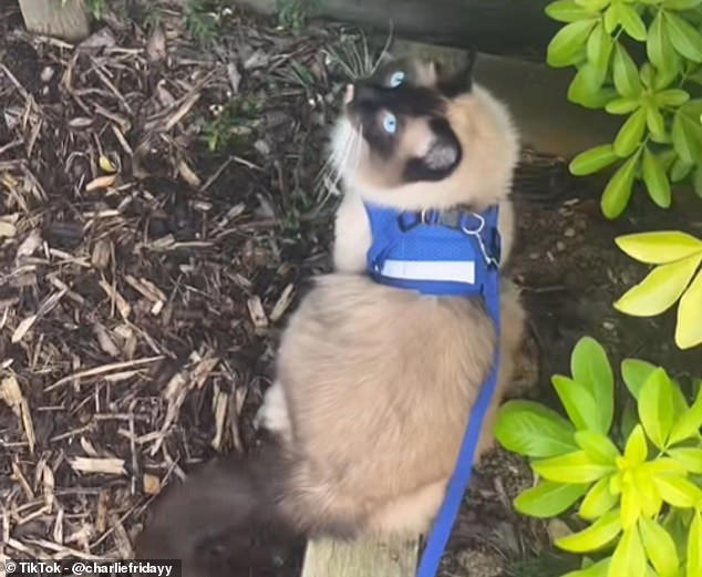 Feline stressed: Vets urge cat owners NOT to take their pets out for ...