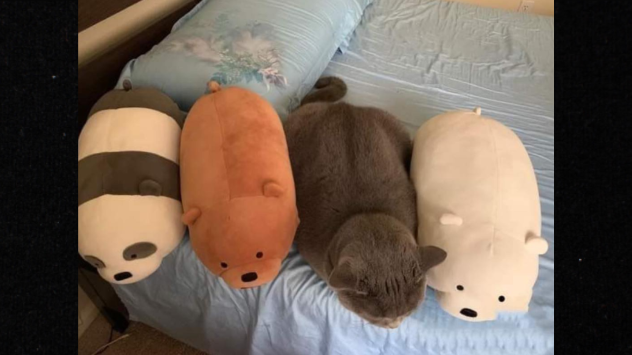 Optical Illusion: Spot The Cat In Under 3 Seconds?