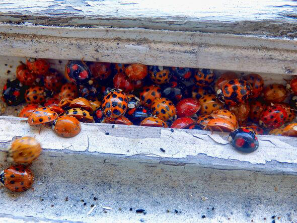 Ladybirds ‘carrying STDs' invading homes this week as households urged ...