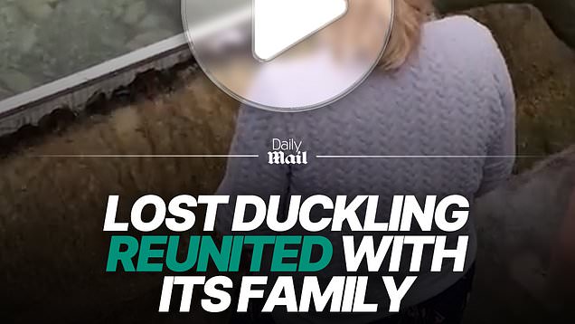 Good Samaritan reunites lost duckling with its family