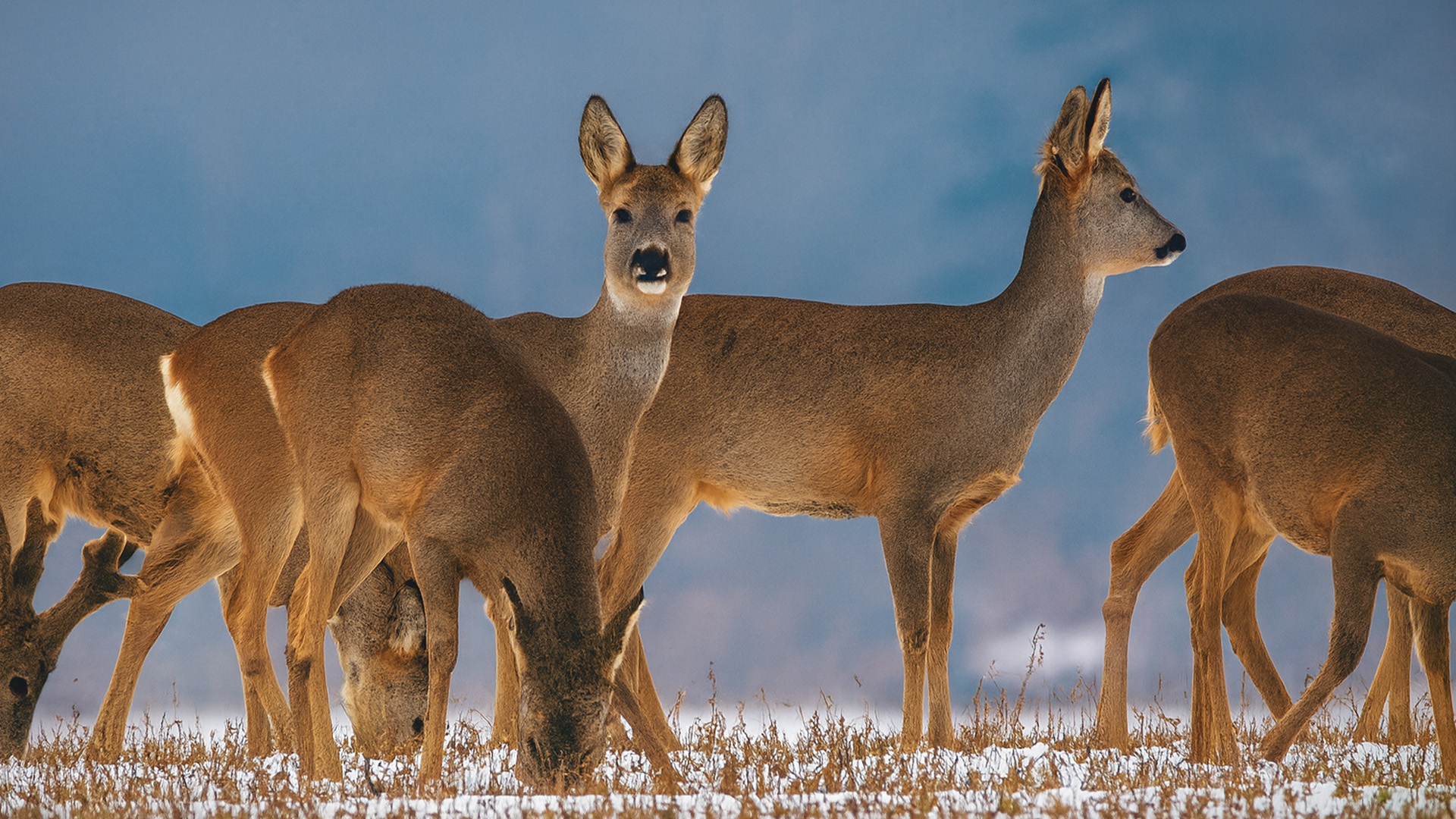 A Roe Deer Walks Through the Snowy Czech Countryside