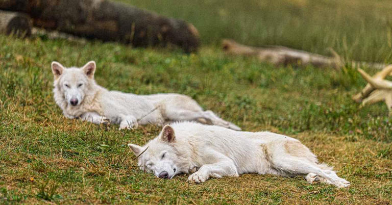Dire Wolves Return: Romulus and Remus Mark First Birthday as Science ...