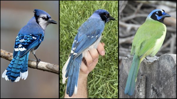 Meet the "grue jay," a climate-change mashup of blue and green jays