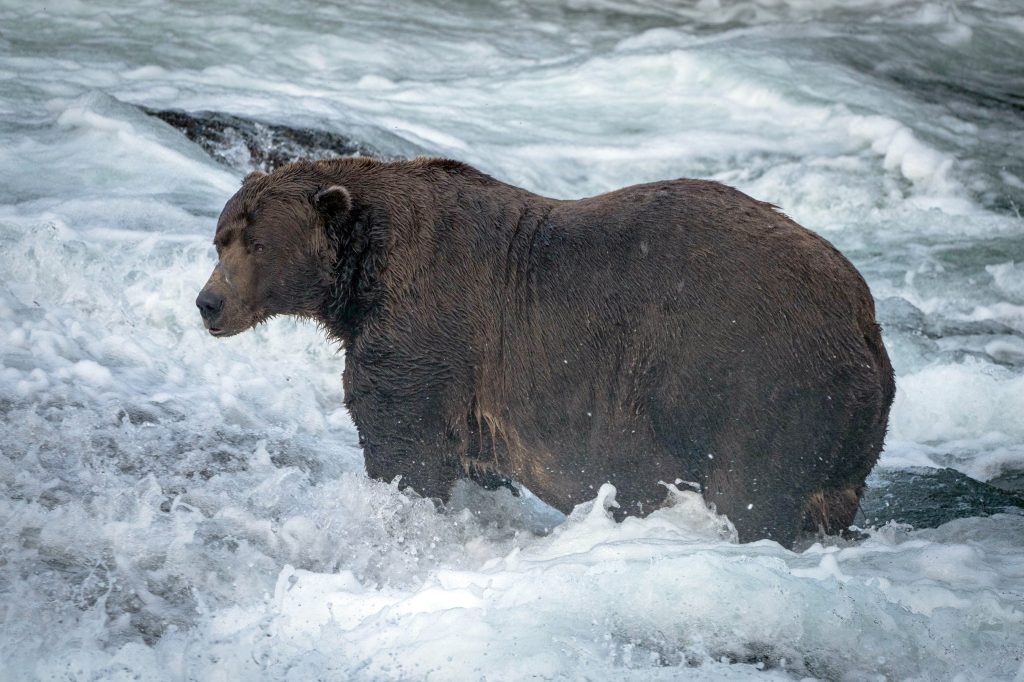 Bear named Chunk bests hefty competition to win Fat Bear Week