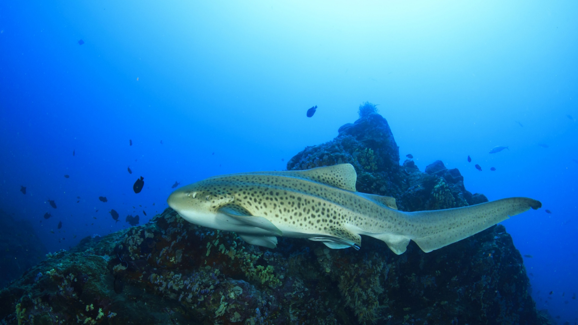 These Cute Sharks Make Great Pets For Expert Aquarists
