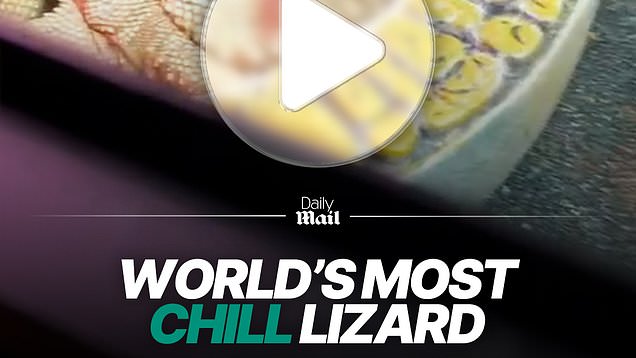 World's most chill lizard catches a break