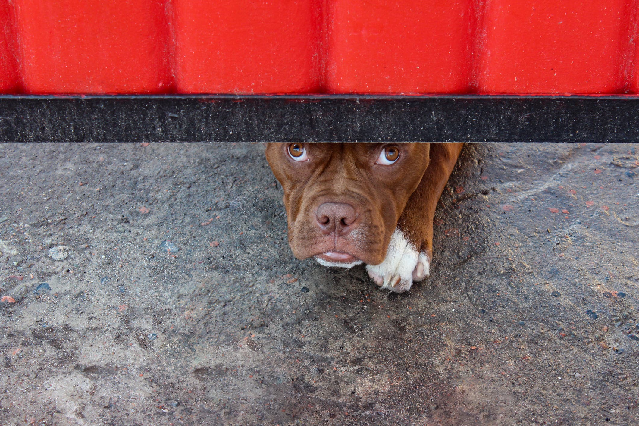Puppy found behind a dumpster, internet obsessed with what happens next