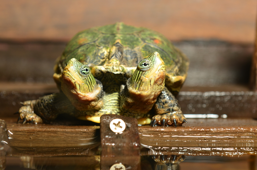 13 Bizarre Animal Mutations Scientists Believe Are Caused By Pollution