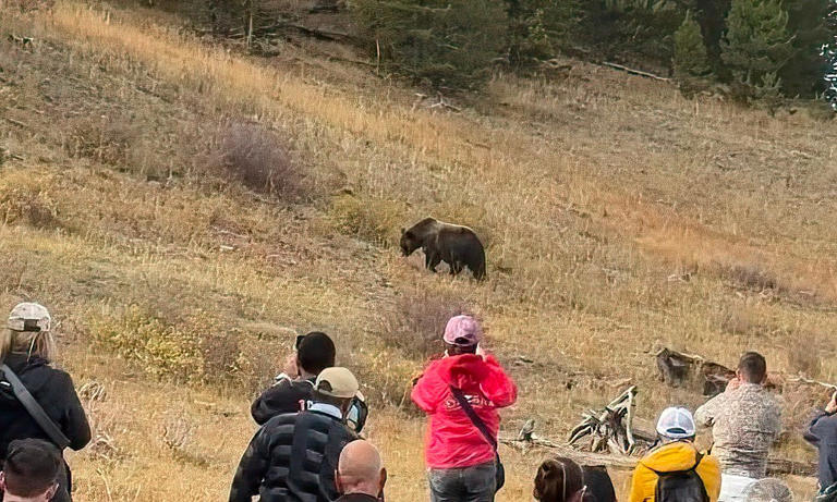 In Yellowstone, a truly ‘grand’ (but dangerous) grizzly bear encounter