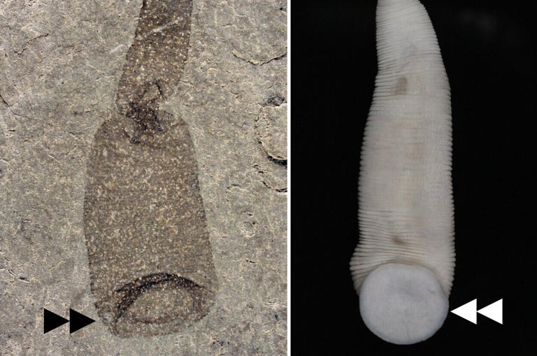 Rare fossil reveals ancient leeches weren't bloodsuckers