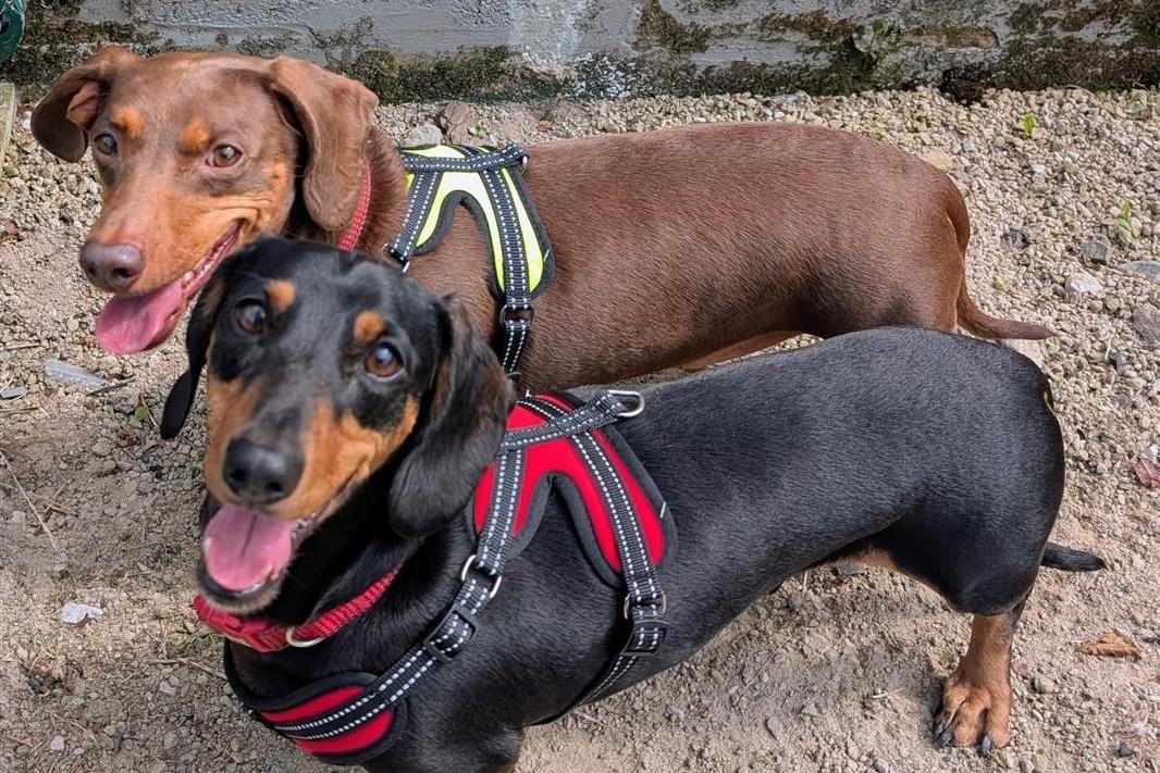 30 dogs at Bleakholt Animal Sanctuary waiting to be adopted