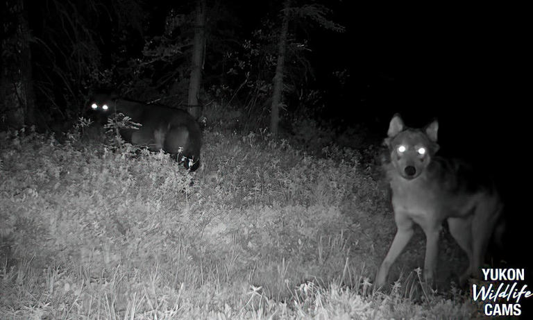 Wolves 'spooked' by trail camera as they pass device at night