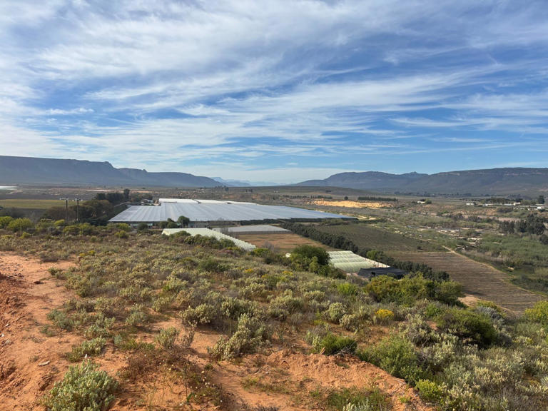 Chichester berry company expands its footprint to South Africa