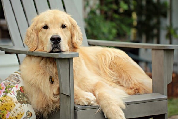 9 Reasons a Golden Retriever Might Not Be the Right Dog for You