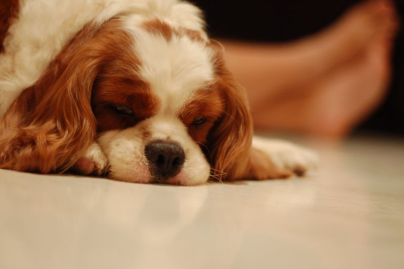22 Dog Breeds Known for Their Love of Snuggling