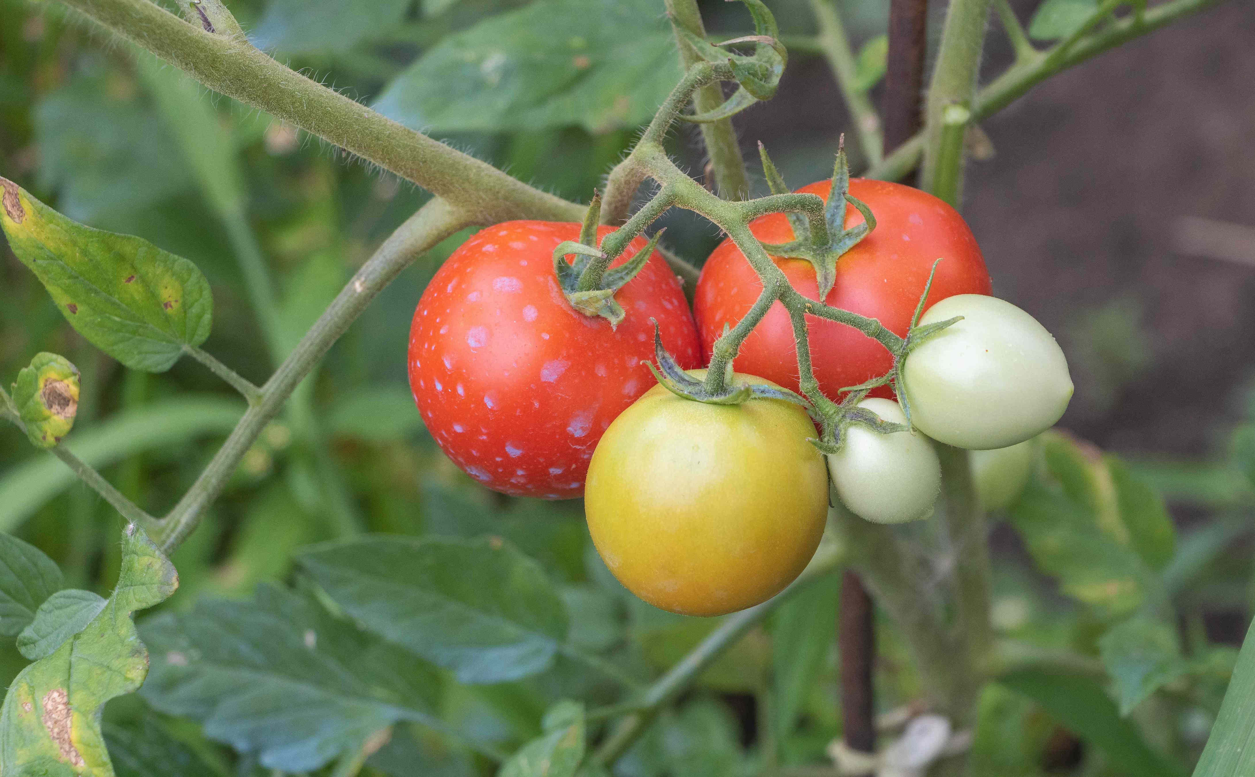 What Are The White Spots On My Tomatoes?
