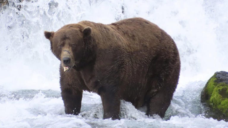 Chunk, a 1,200-pound bear with a broken jaw, wins Fat Bear Week contest