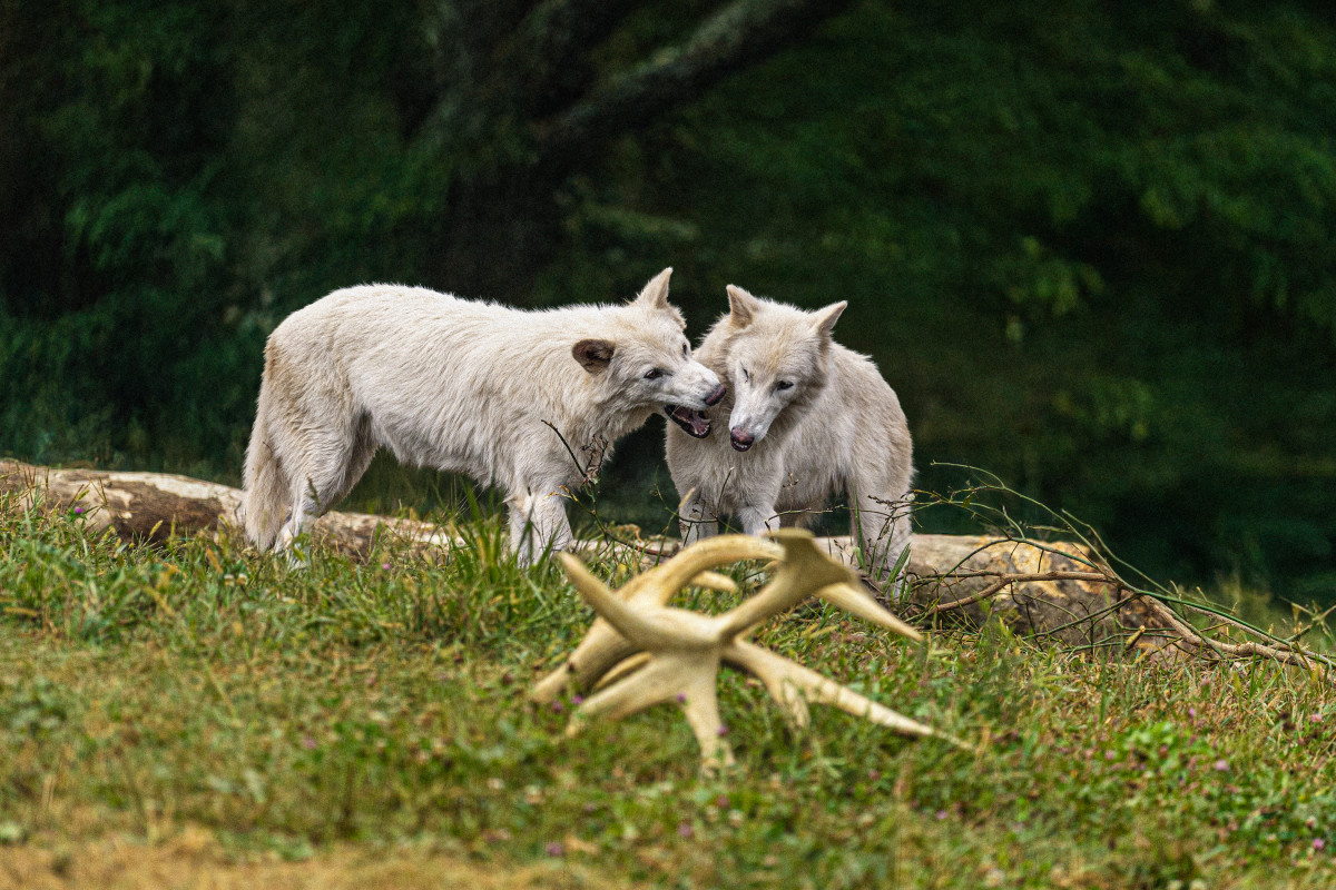 Re-Born Dire Wolves Celebrate 1st Birthday in Epic Way