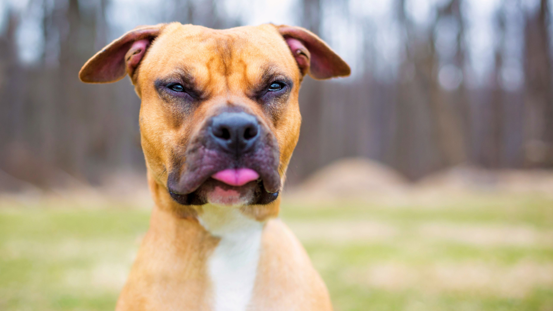 12 Things Dogs Do When They’re Mad At You