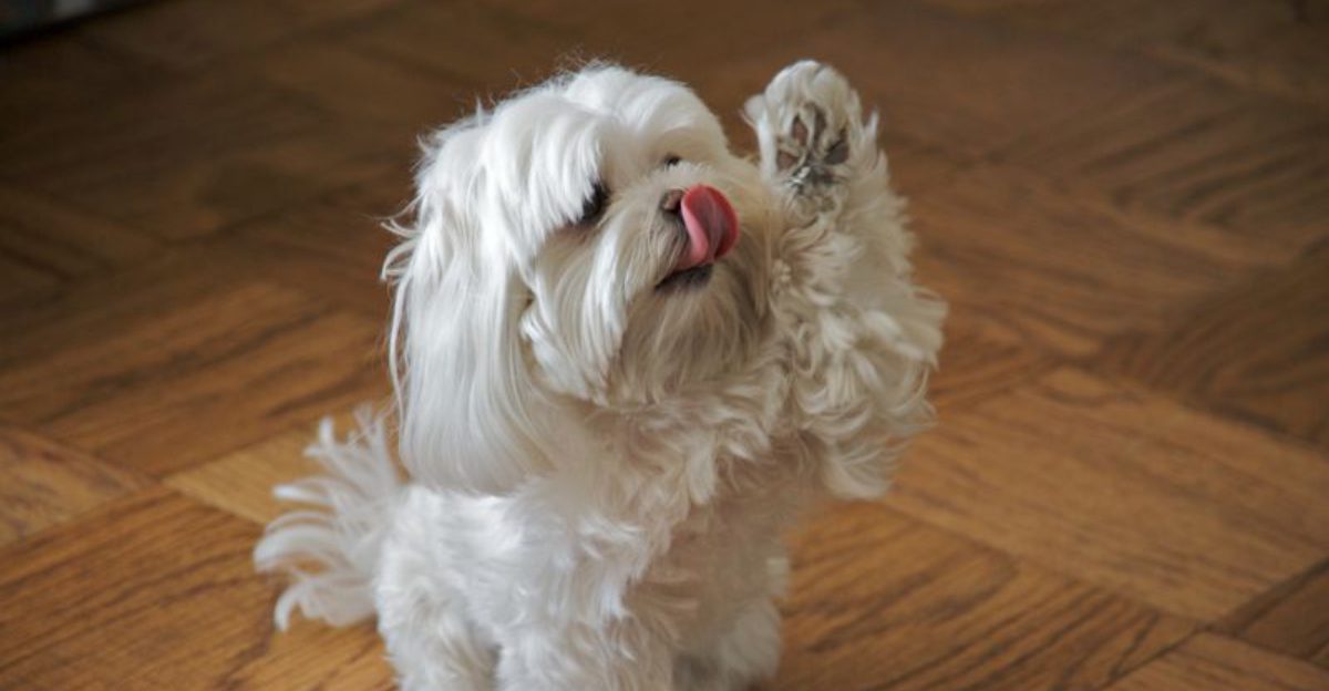 19 Hypoallergenic Dog Breeds That Shed Very Little