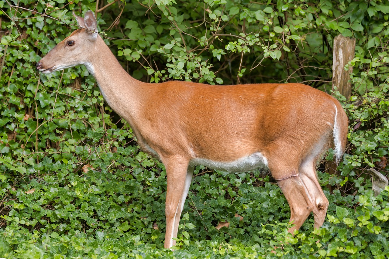 7 Animals You Might Spot While Hiking the Appalachian Trail