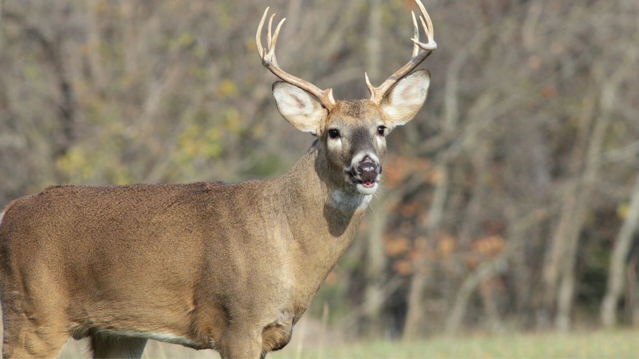 Archery deer hunting season begins in Michigan