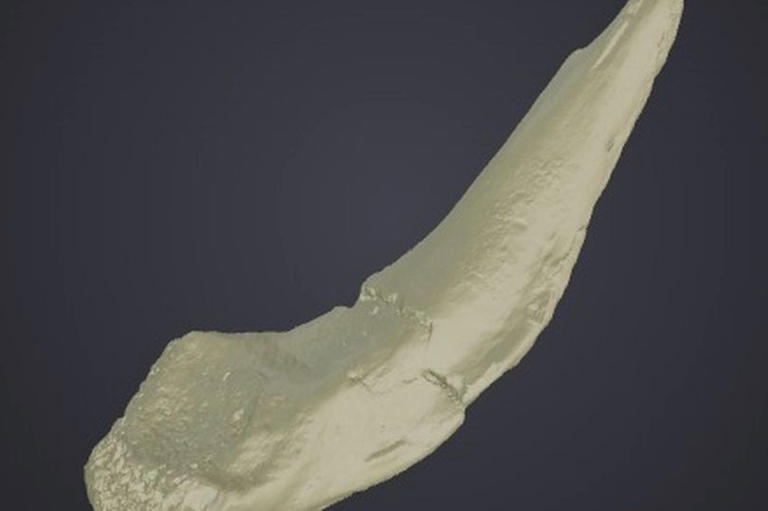 New species of ancient Jurassic reptile that roamed Scotland discovered