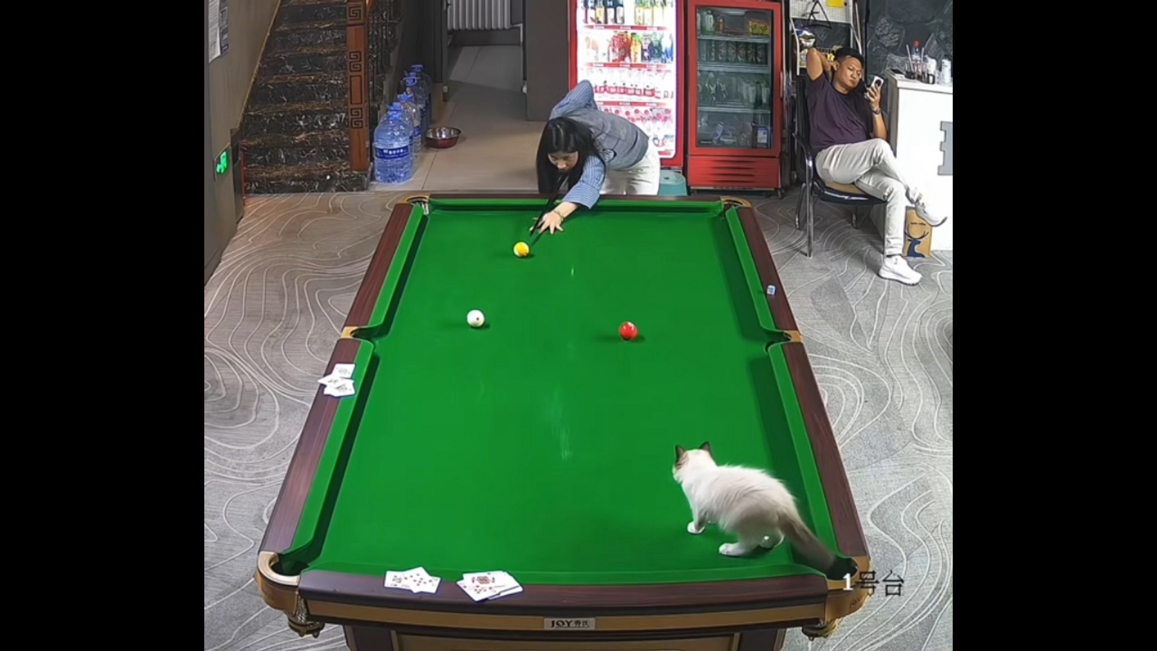 Cat dives into pool table pocket during billiards game in Heilongjiang ...