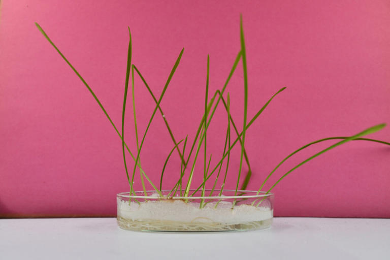 Cereal plants absorb nanoplastics, initial lab trials suggest