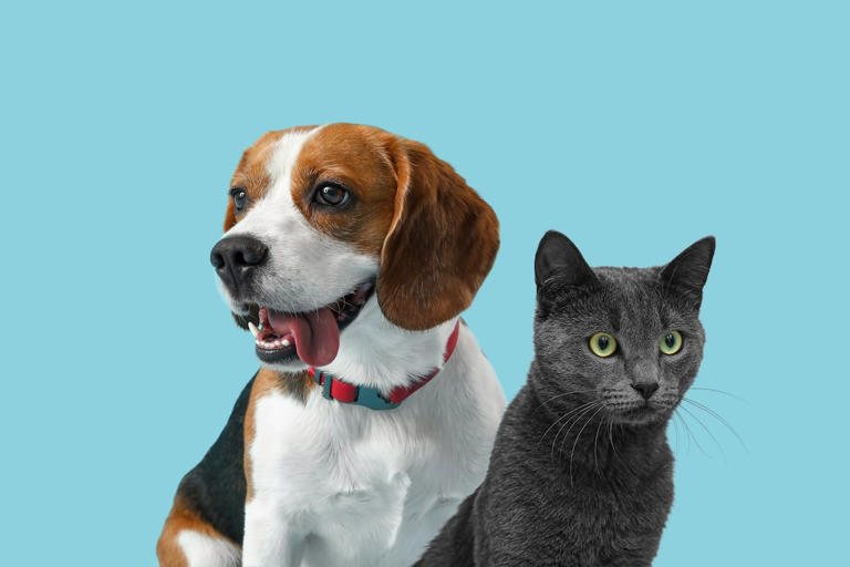 ‘Grumpy’ Grey Cat Pretends She ‘Hates’ Beagle’s Cuddles With the ...