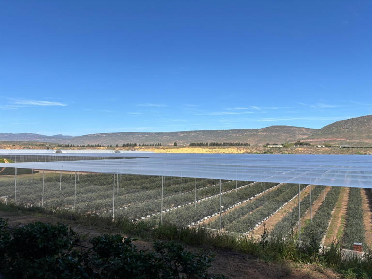 Chichester berry company expands its footprint to South Africa