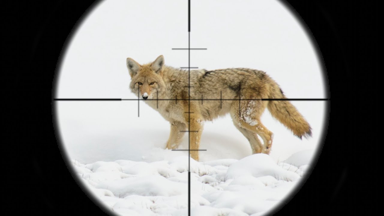 I finally got my coyote in the snow! ️