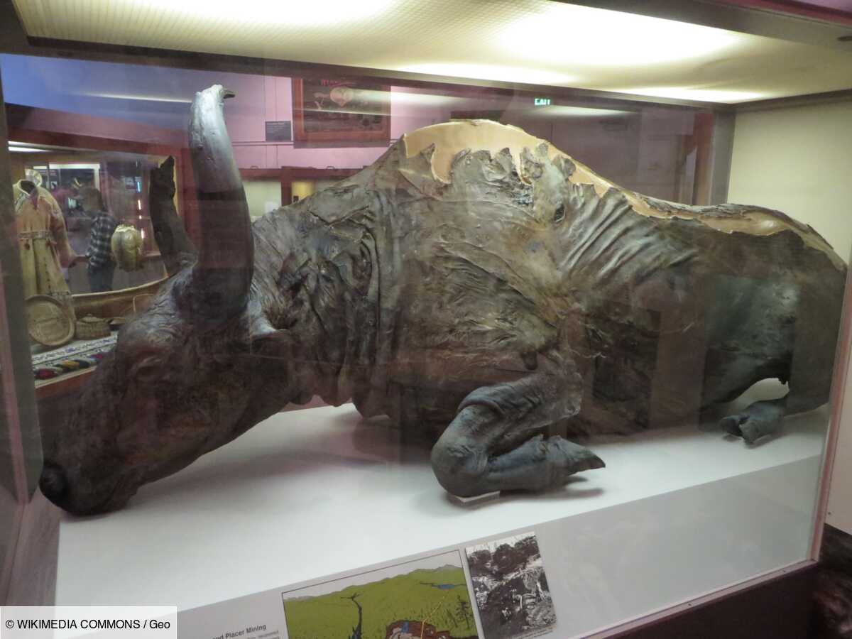 Le Chiffre de GEO: 50000 ans, l'âge du bison que des scientifiques ont ...
