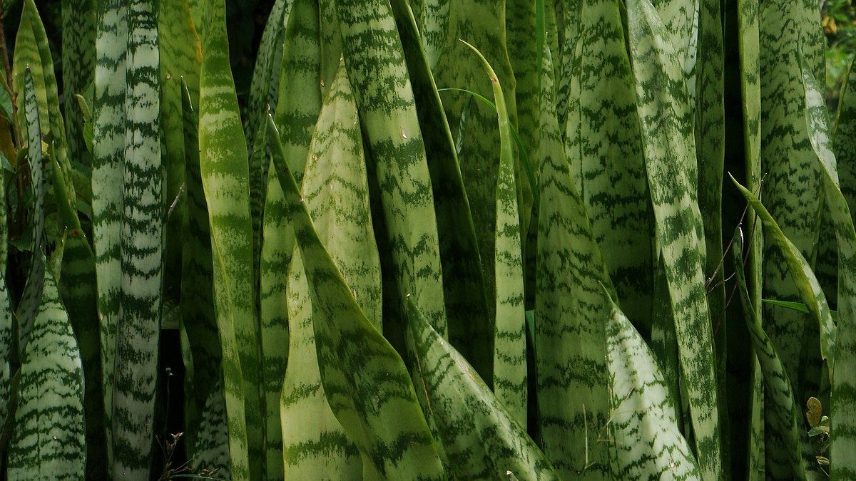 A planta comum que purifica o ar, melhora o sono e ganhou os lares ...