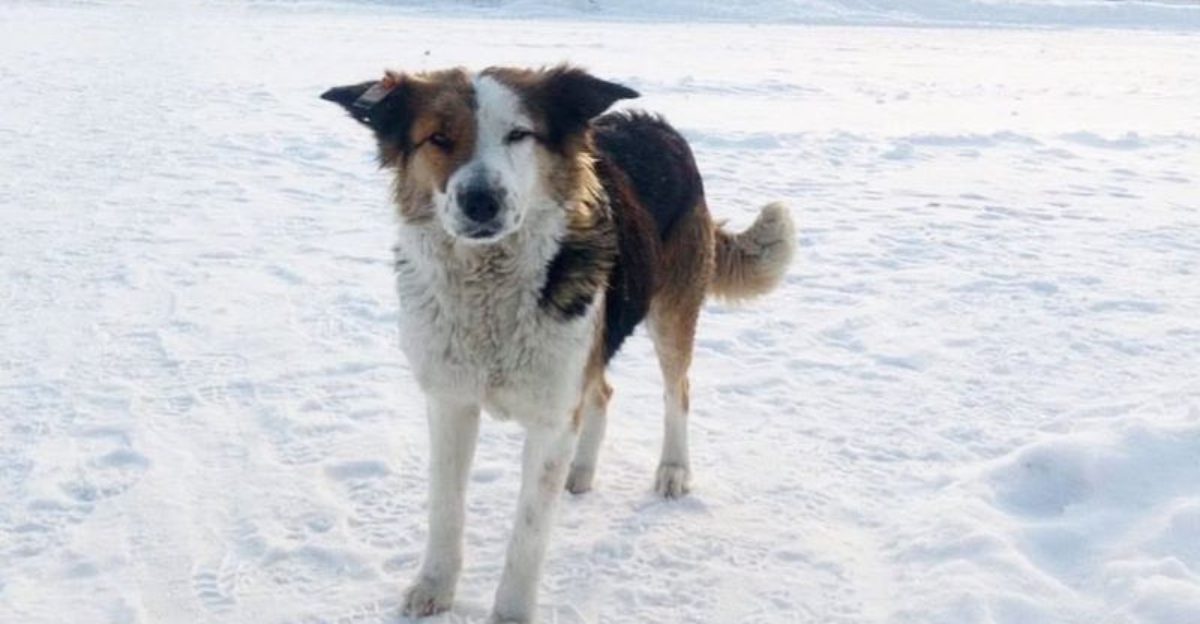 Chernobyl's Feral Dogs: 10 Insights into How Radiation May Affect Their ...