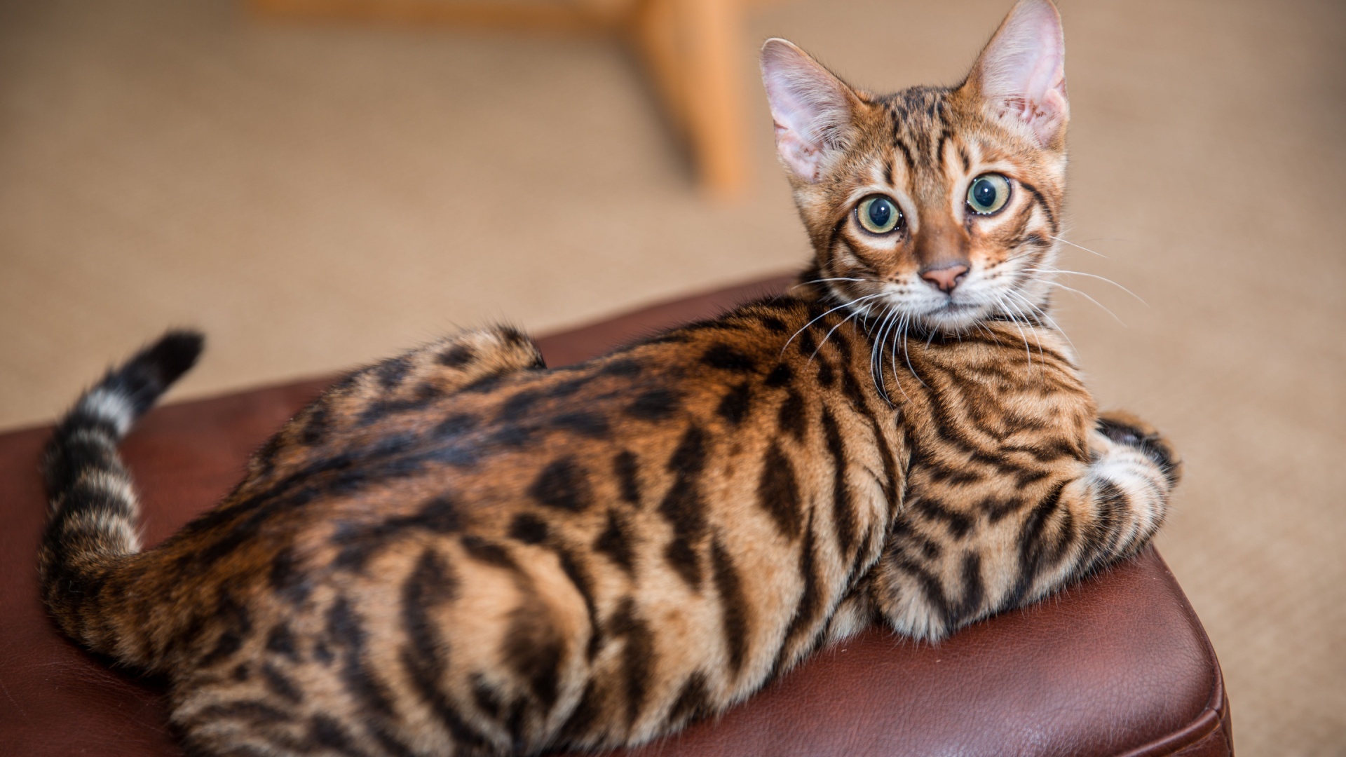 The Most Exotic Cats You Can Own