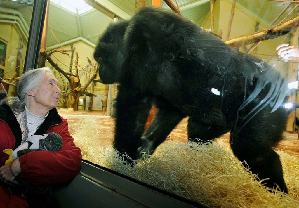 Jane Goodall, known for her study of primates, dies at 91