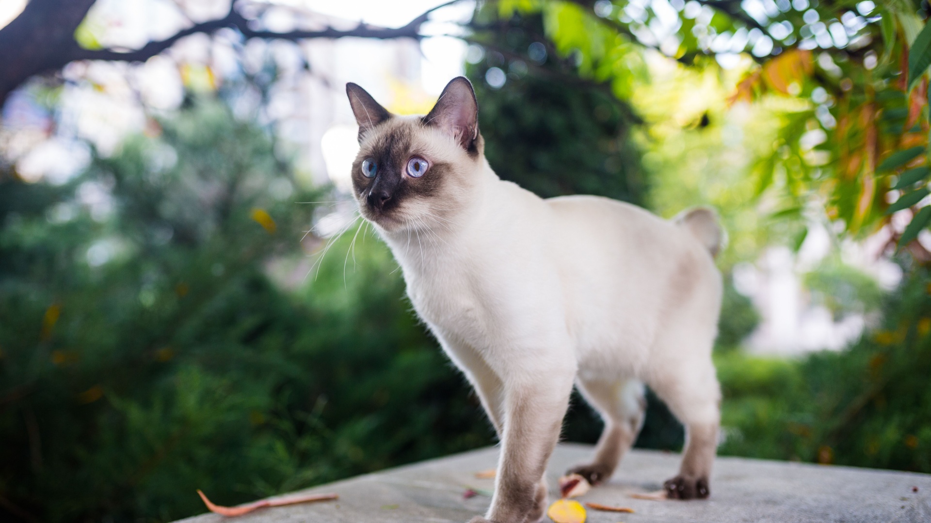 10 Fun Facts About Siamese Cats, Made Iconic By Cats In Disney Movies