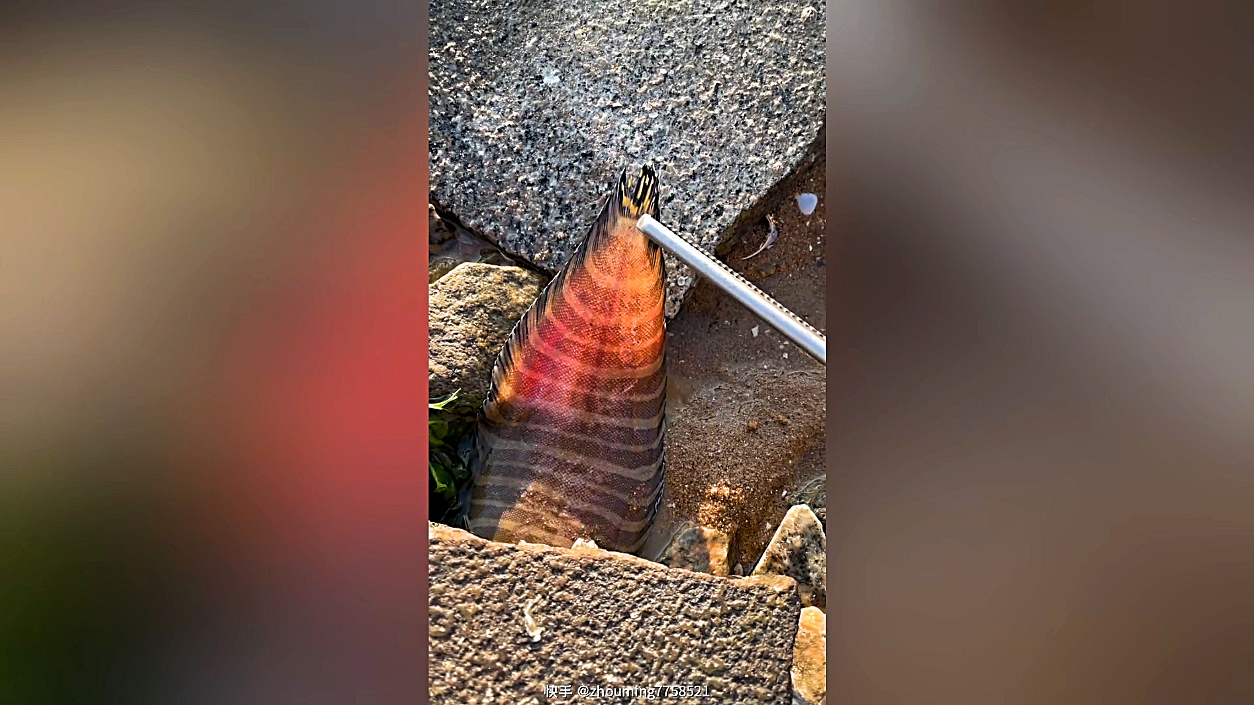 Zebra Fish Hiding Under a Rock Was Brought to the Surface